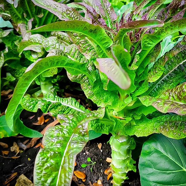 Heirloom Seeds - Etsy