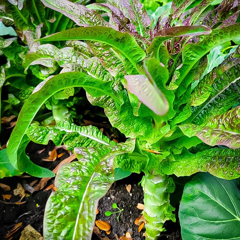 Chinese Swords - Etsy