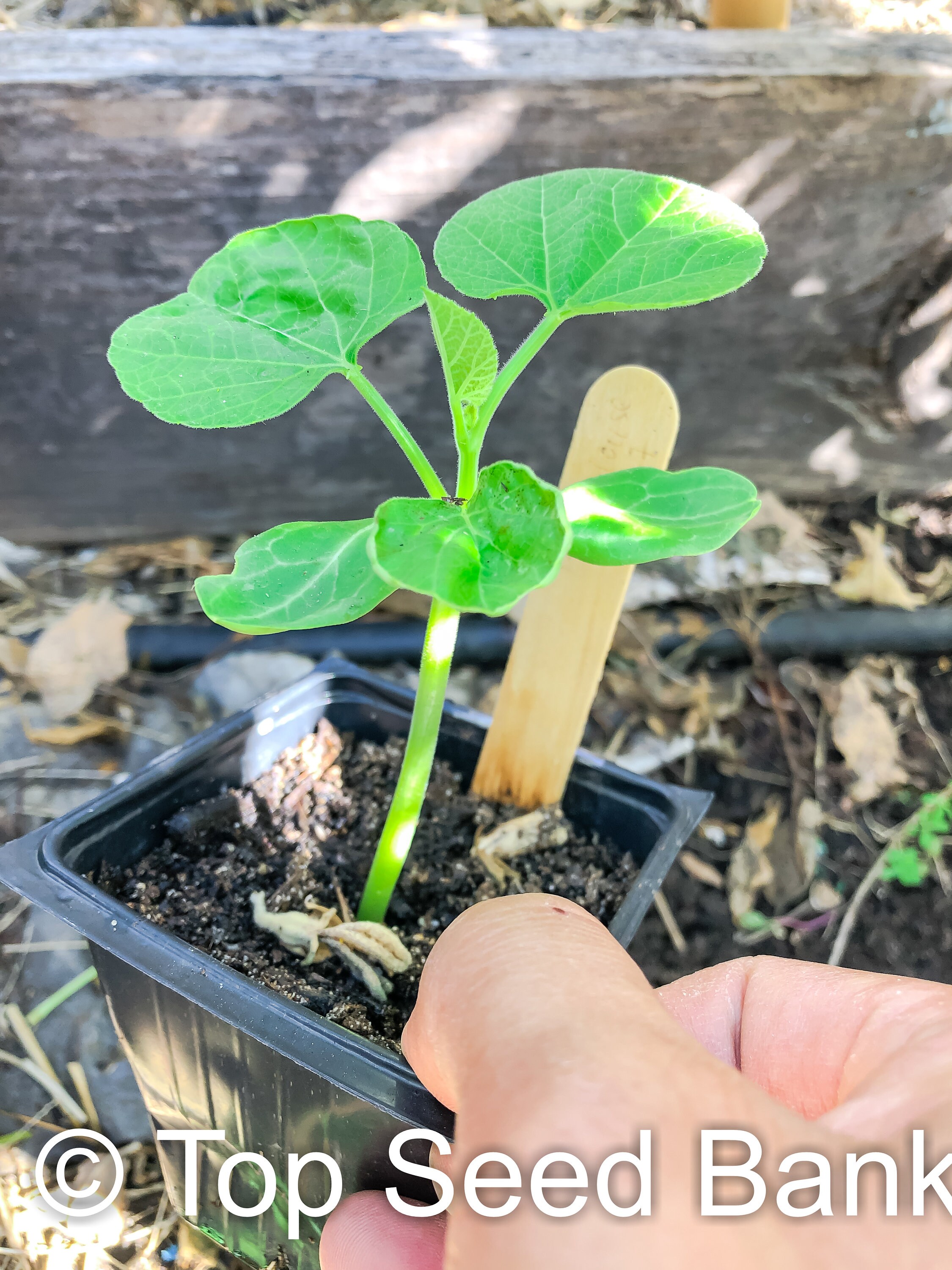 5 Birdhouse Gourd Seeds Bottle Gourd Hard-shelled Squash | Etsy