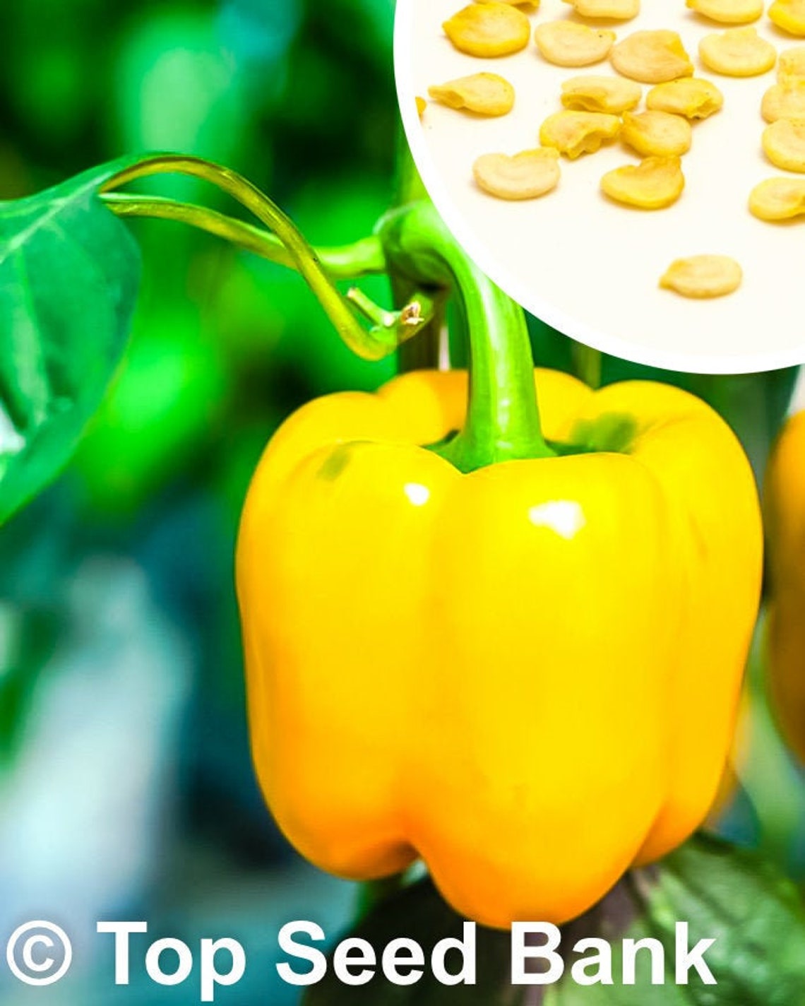 15 Organic Yellow Bell Pepper seeds Sweet Pepper Free GIFT | Etsy