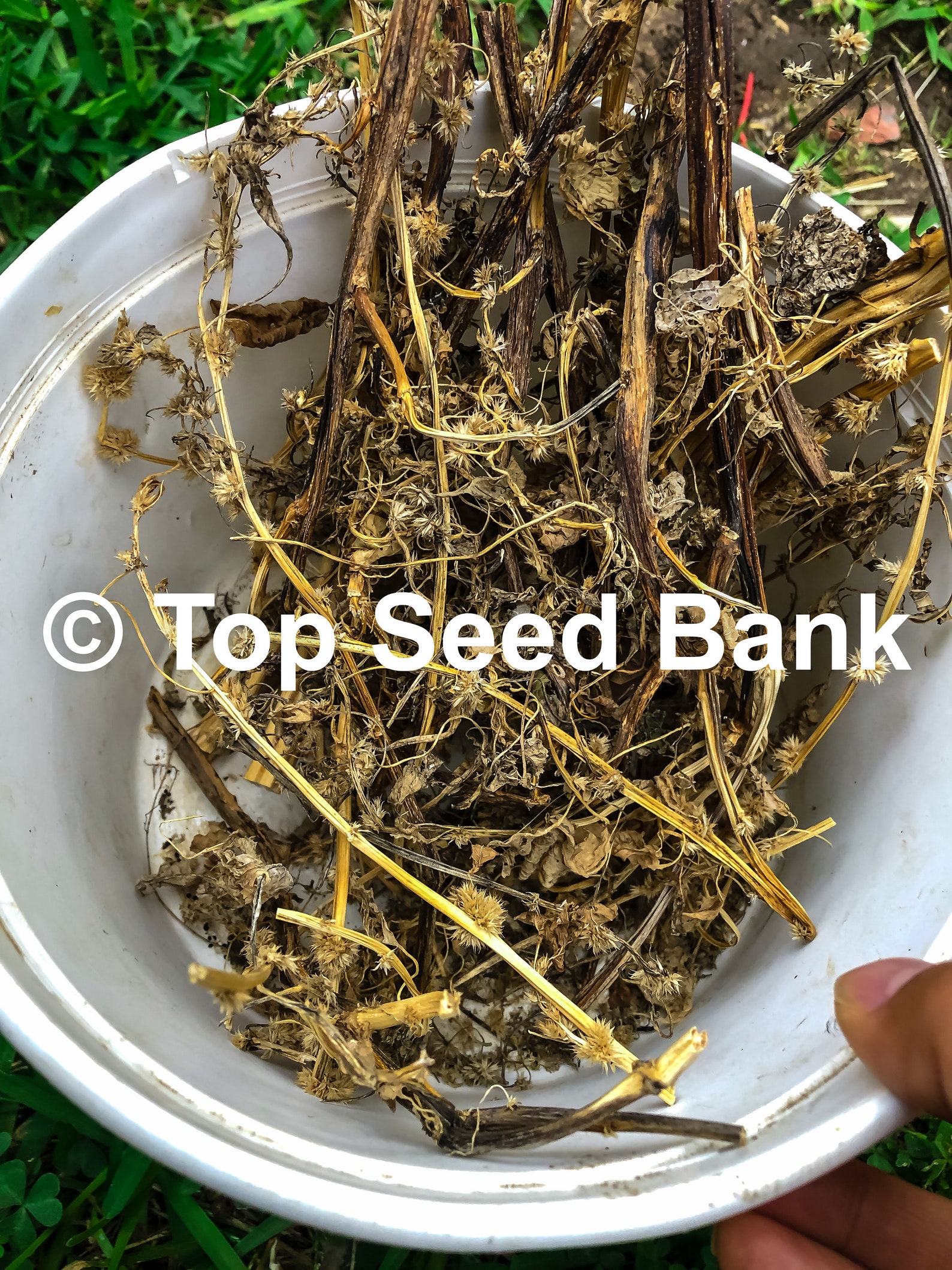 150 Yin Choi Seeds Chinese Multicolor Spinach Red Beauty | Etsy