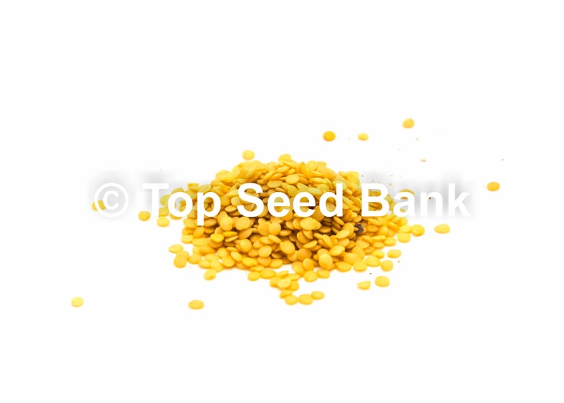 25 Poha Berry Seeds Cape Gooseberry Free GIFT Heirloom - Etsy