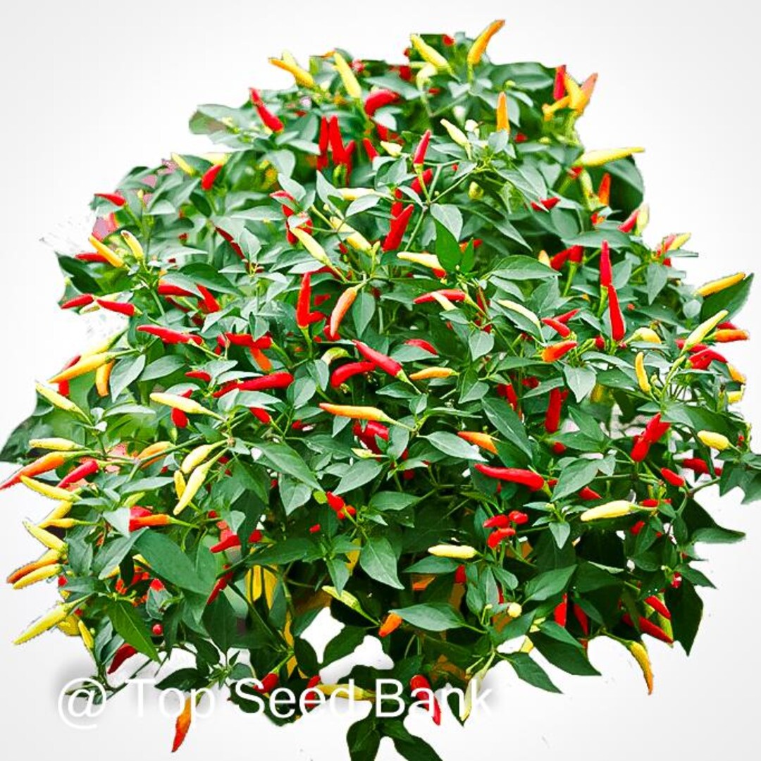 10+ Basket of Fire Pepper, Compact Size, Ornamental, Edible + Free GIFT ...