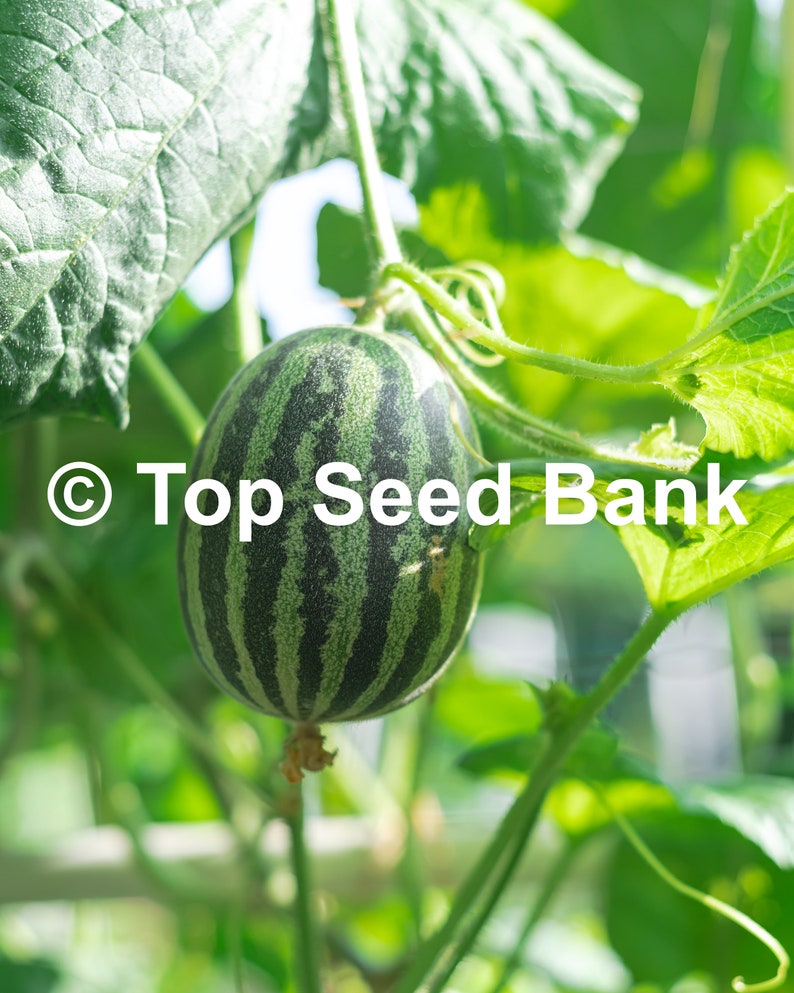 10 Rich Sweetness 132 Melon Seeds Russian Striped Melon | Etsy
