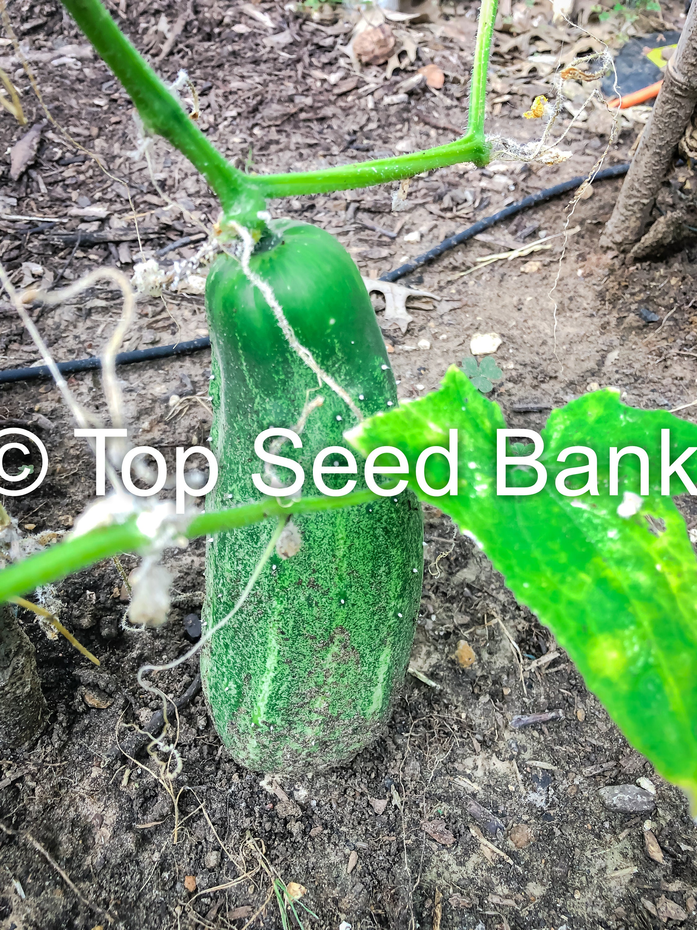 25 Cucumber Spacemaster Bush Type Seeds Mosaic-resistant - Etsy