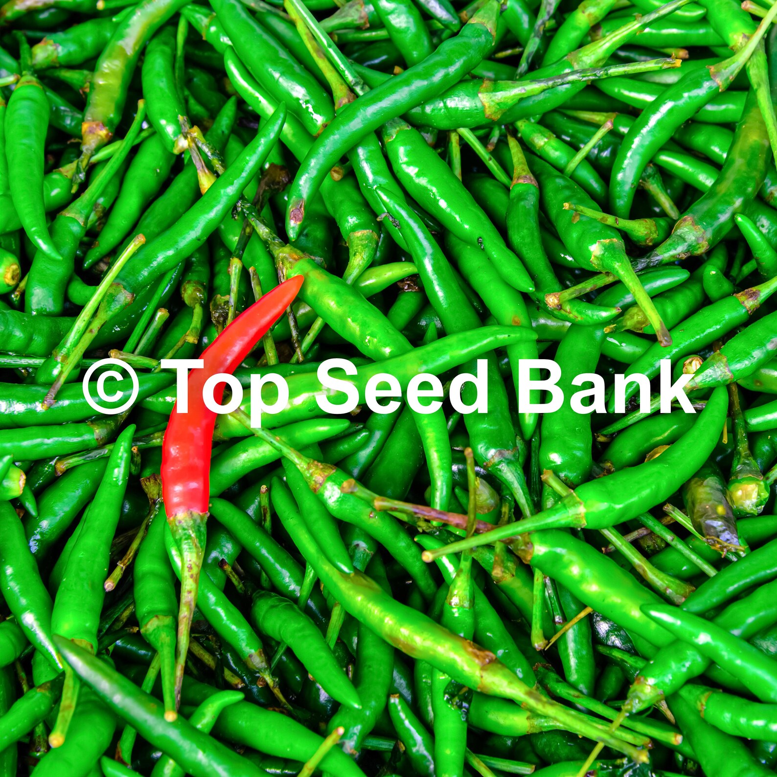 10 Thai Red Chili Seeds, Hot Chili Pepper, Burapa, Ớt Hiểm Cay Free ...