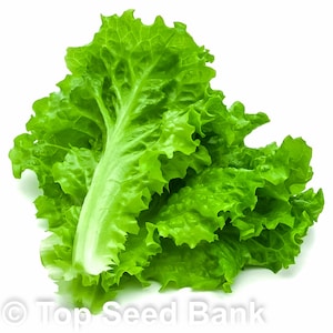 250+ Loose Leaf Lettuce Seeds, Vietnamese Lettuce, Lollo Lettuce, Xa ...