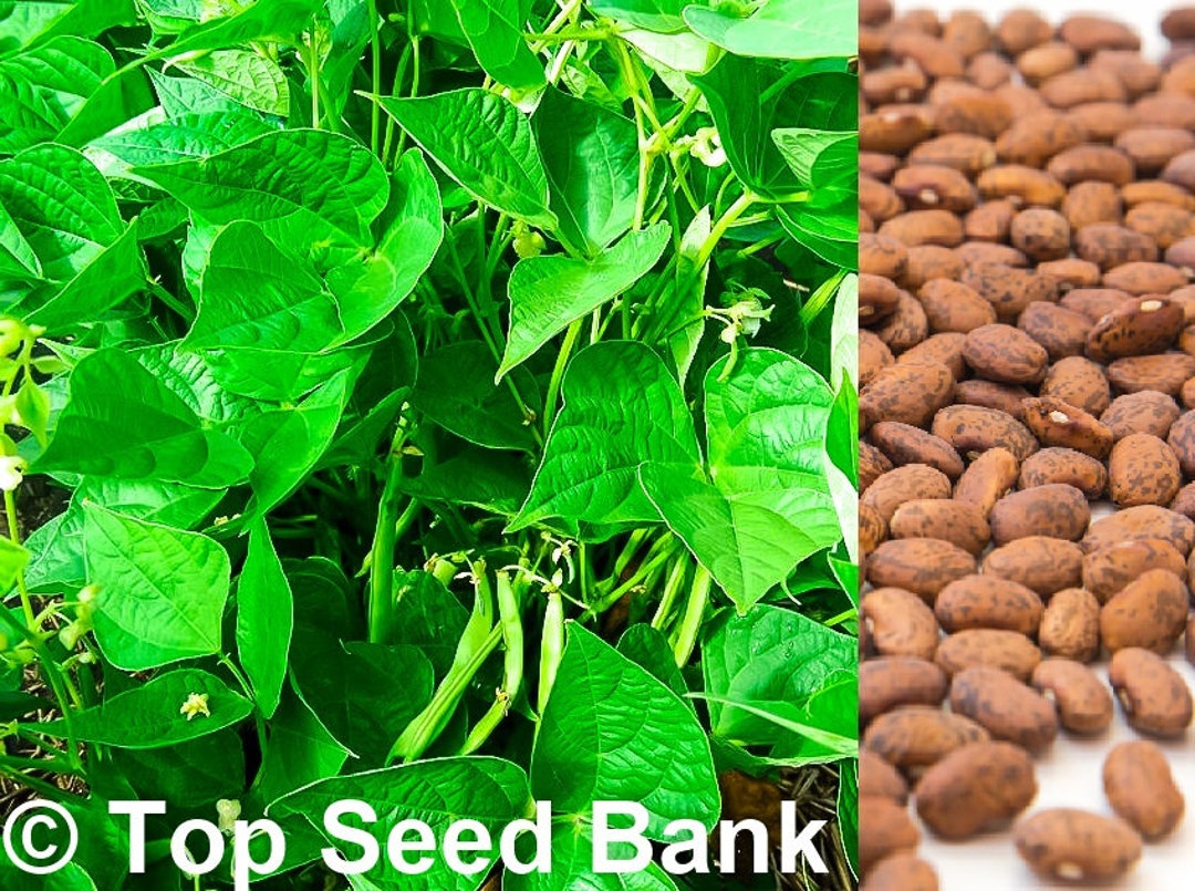 15+ Pinto Shell Bean Seeds, Speckled Bean Beans + Free GIFT | Easy to ...