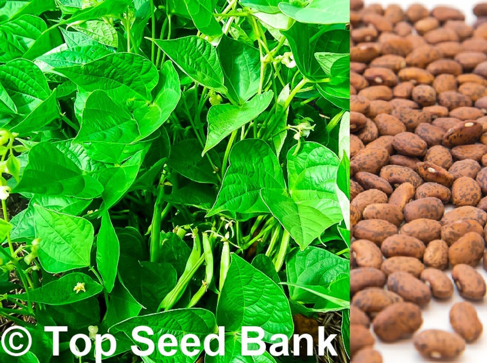 15 Pinto Shell Bean Seeds Speckled Bean Beans Free GIFT - Etsy