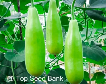 Edible Long Bottle Gourd Seeds, CALABASH, Sorakaya, Asian Indian Opo ...