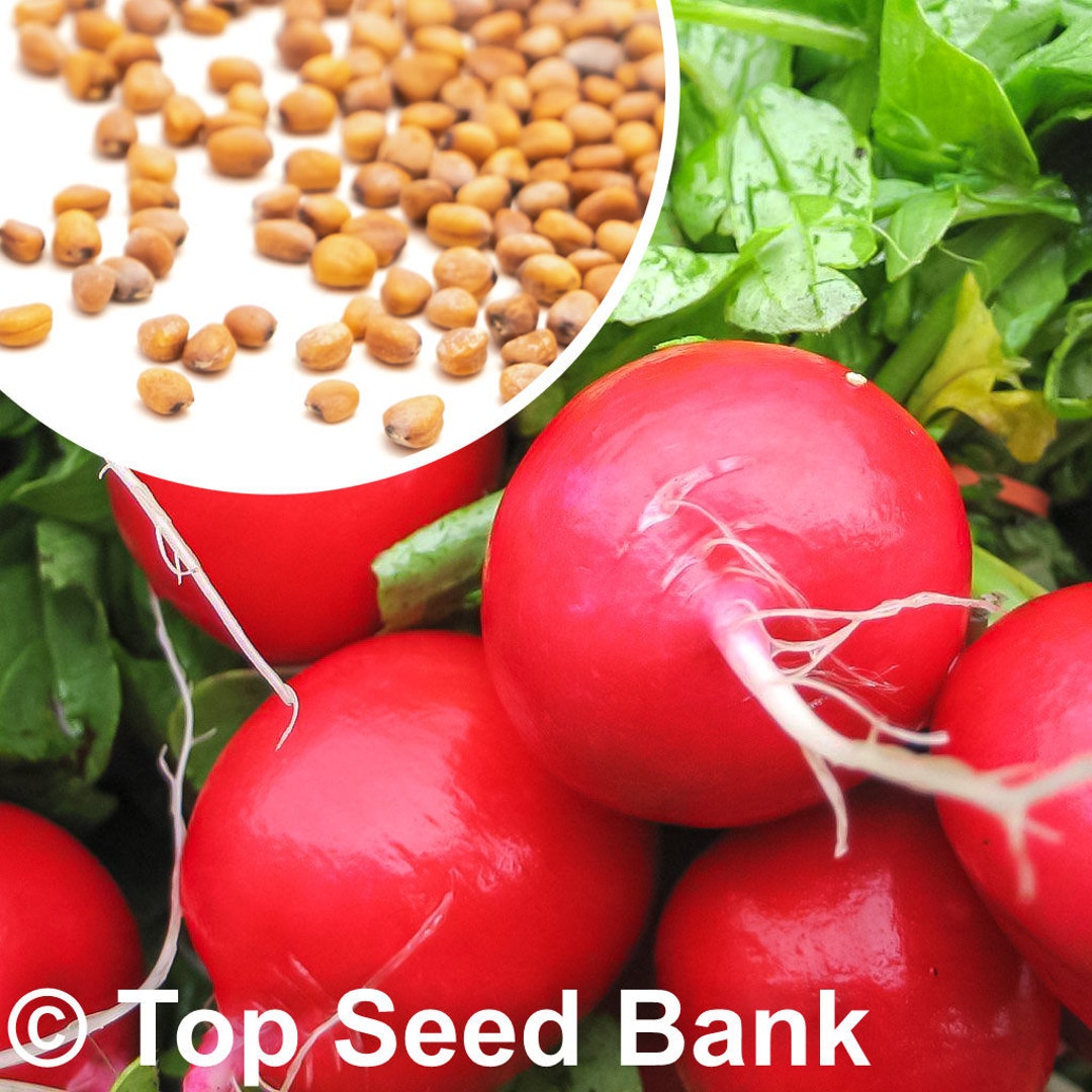 100+ Early Scarlet Globe Radish Seeds, 23 Days + Free GIFT | Non-gmo ...