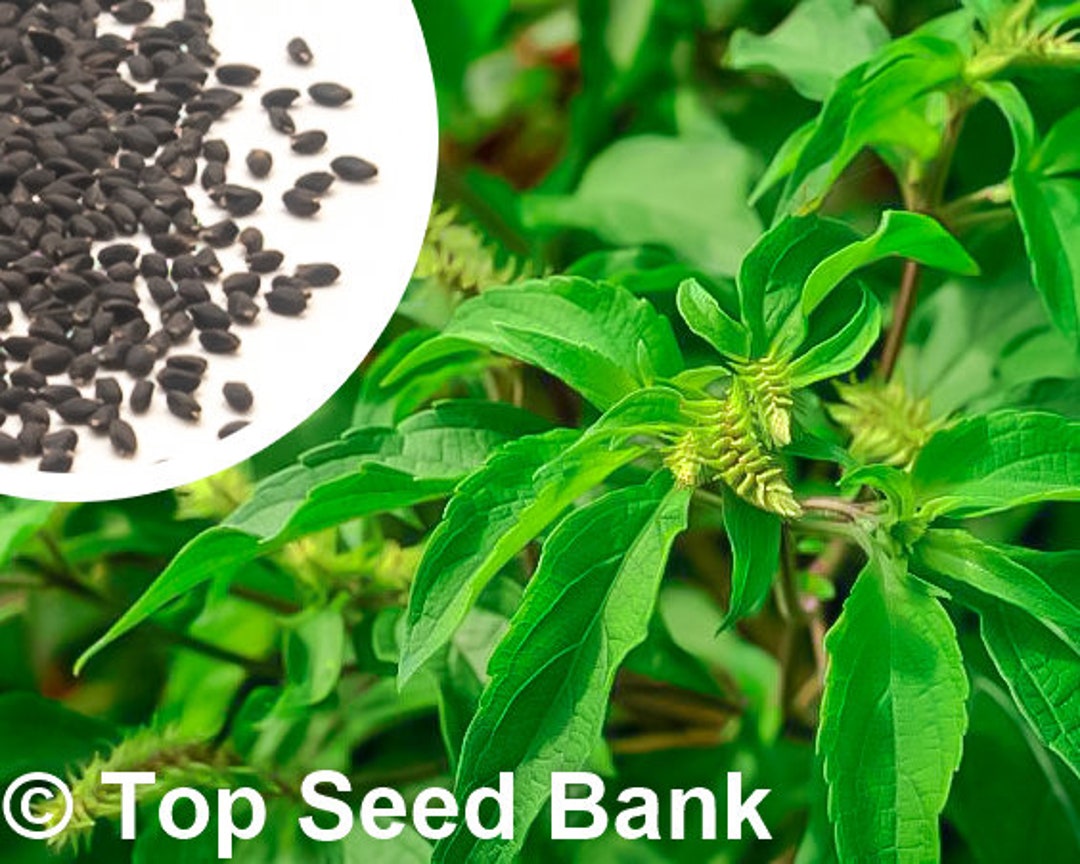 50+ Clove Basil Seeds, Scented Herb, Extremely Fragrant + Free GIFT ...