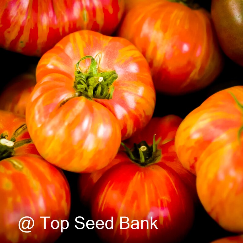 10 Striped German Tomato Seeds Red and Yellow Bi-colored - Etsy