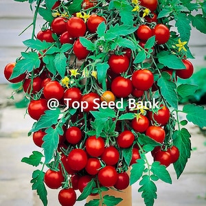 8 Tumbling Tom Red Tomato Seeds, Cascading, Hanging Basket Tomatoes Free GIFT Organic Top Seed ...