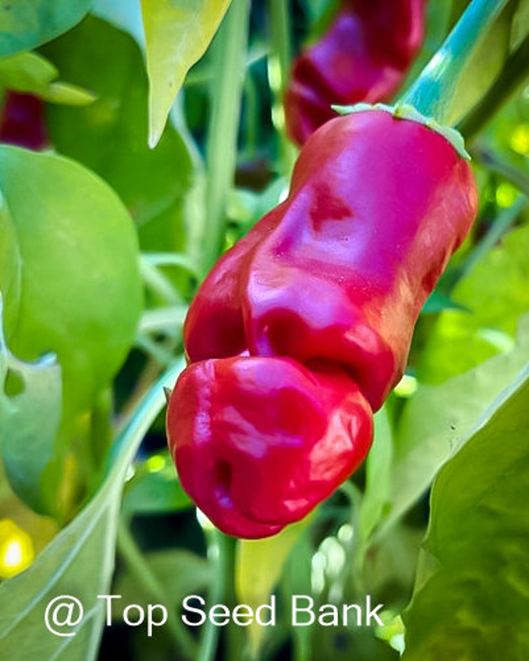 8+ Peter Pepper Seeds, Unique Phallic Shape, Rare to Find + Free GIFT ...