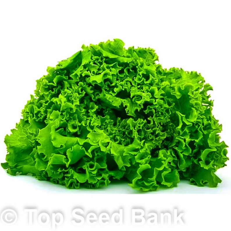 300 Grand Rapid Lettuce Seeds Looseleaf Leafy Greens Free - Etsy