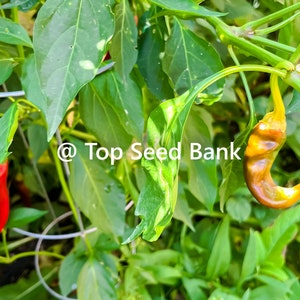 10+ Holy Mole Pepper Seeds, Pasilla Dried Chilaca Type + Free GIFT ...