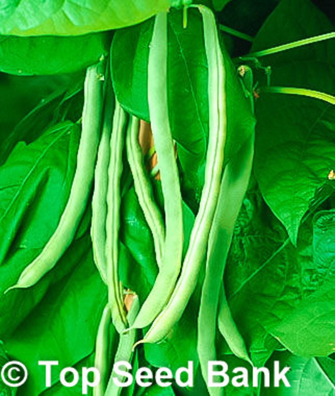 20+ Kentucky Wonder Pole Bean Seeds, Early 67 Days + Free GIFT | Non ...