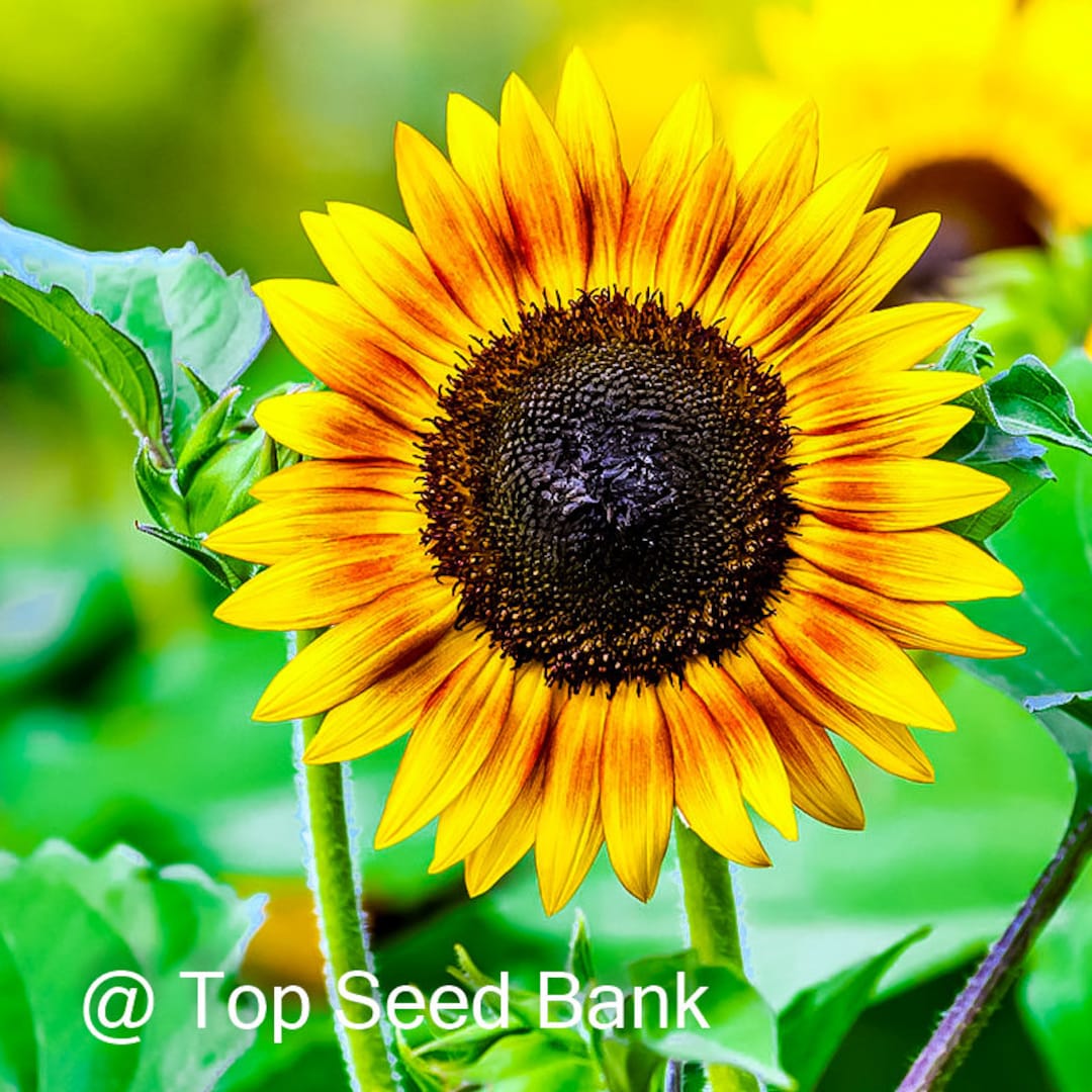 8+ Tiger Eye Sunflower Seeds, 5” Bicolor Blooms + Free GIFT | Organic ...