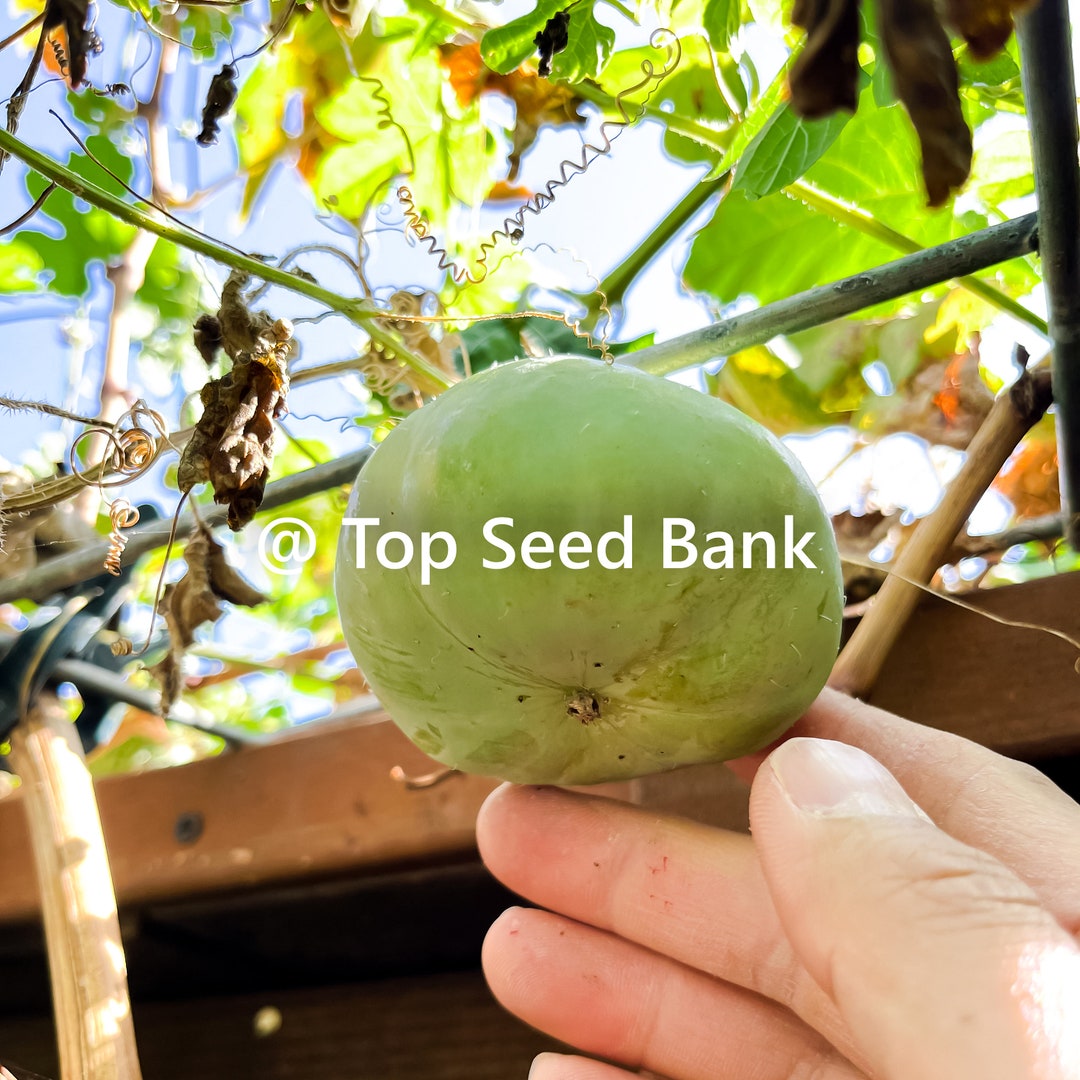 8+ Tinda Apple Gourd Seeds, Indian Round Squash Melon + Free GIFT ...