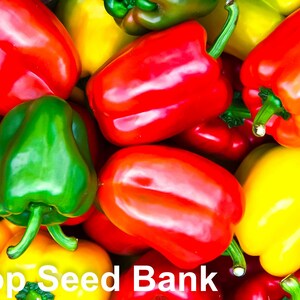 20+ Grand Bell Mix Pepper Seeds, Colorful Rainbow Blend + Free GIFT ...