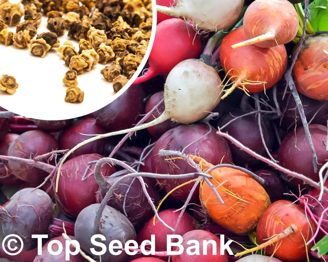 100 Rainbow Blend Beet Seeds, Mix Beets, Container Friendly Free GIFT ...