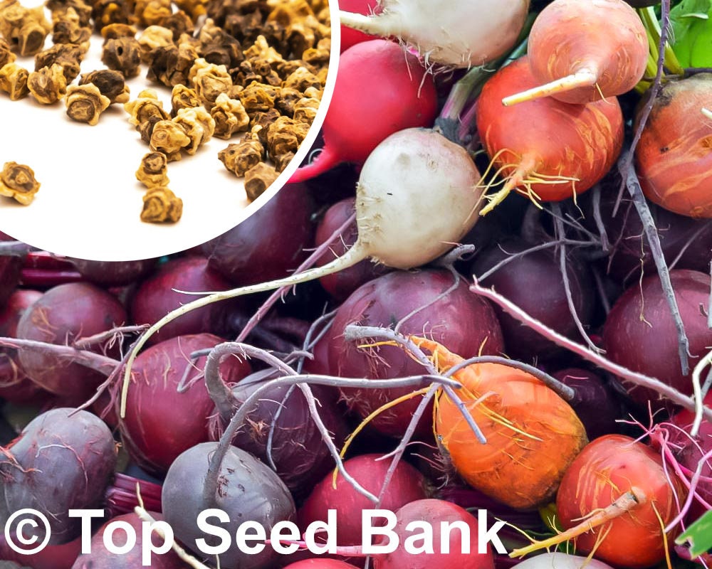 100 Rainbow Blend Beet Seeds Mix Beets Container Friendly - Etsy