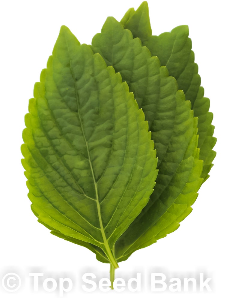 50 Korean Sesame Leaves Seeds Perilla Frutescens Free GIFT | Etsy