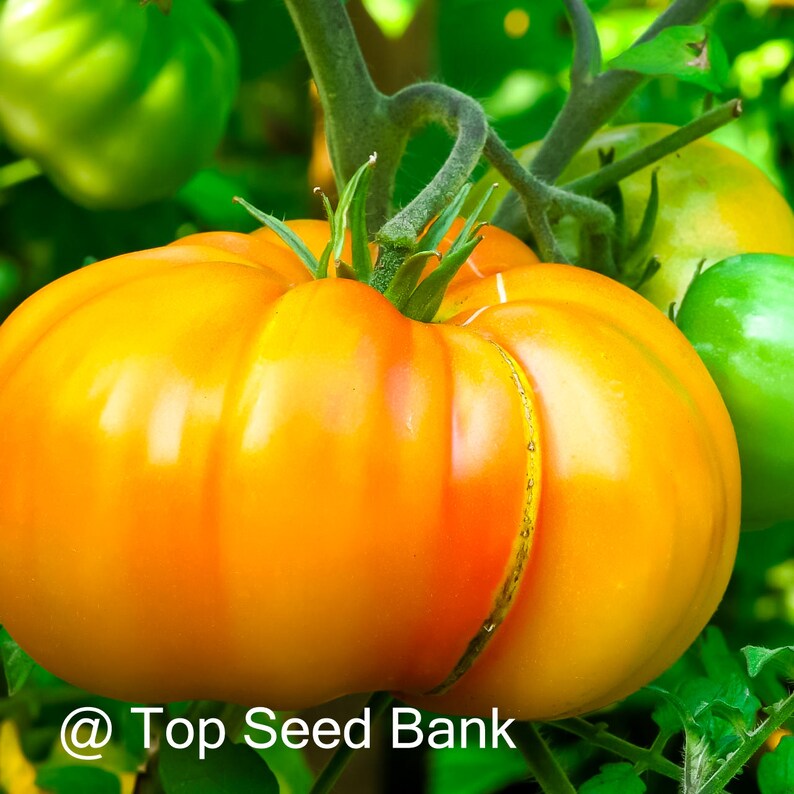 10 Striped German Tomato Seeds Red and Yellow Bi-colored - Etsy
