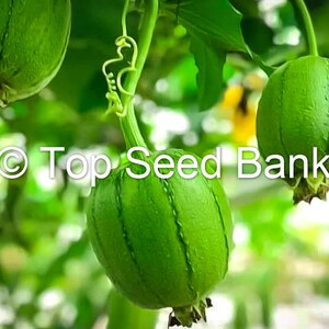 Apple Luffa Seeds, Taiwan Apple Loofah, Mướp Táo Đài Loan + Free GIFT ...