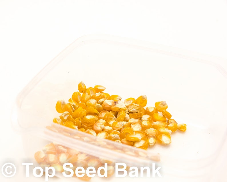 20 Early Golden Bantam Sweet Corn Seeds Free GIFT - Etsy