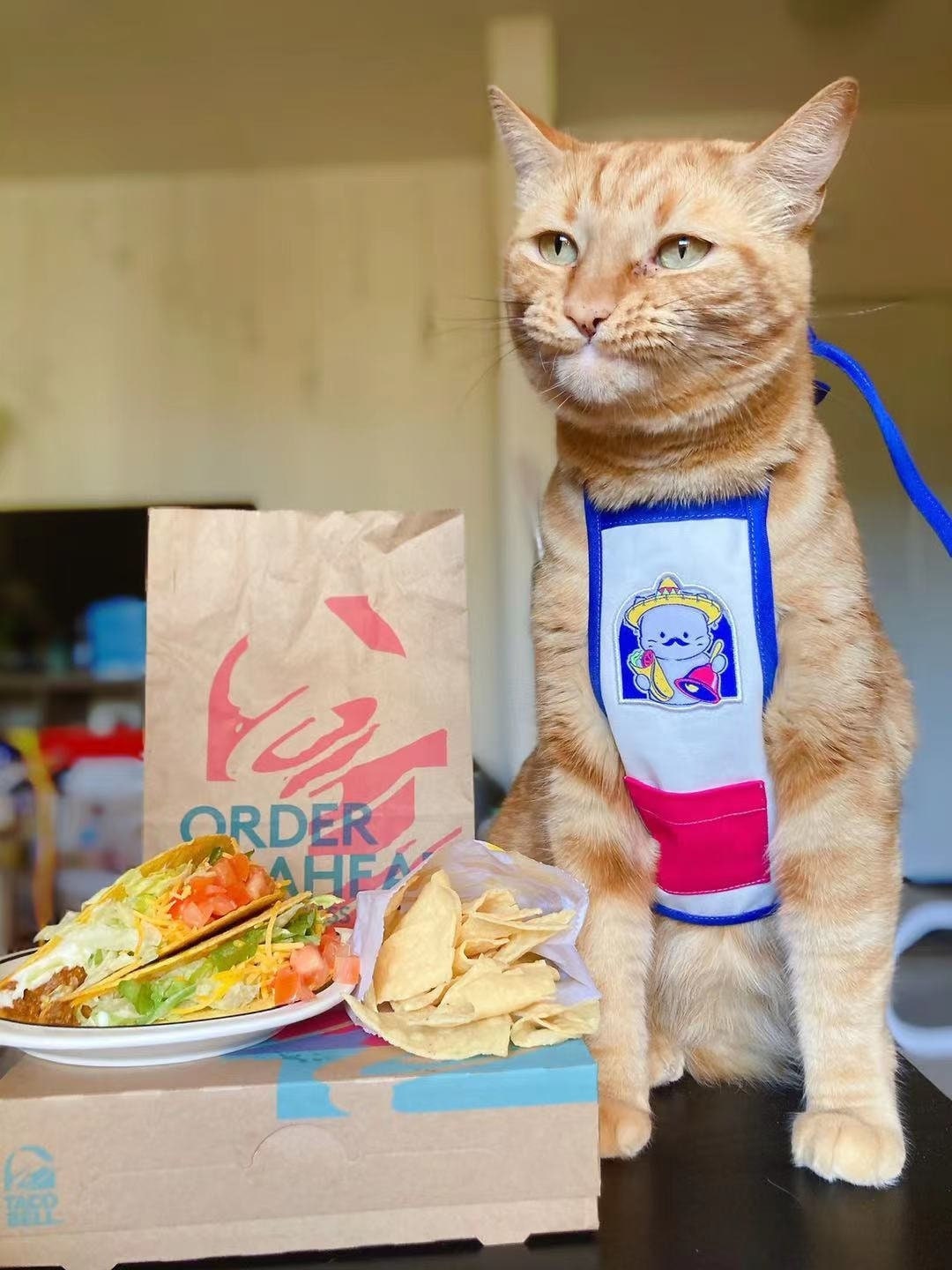 Tacocat Parody Apron - Taco Bell Inspired, Pet Costume - Etsy