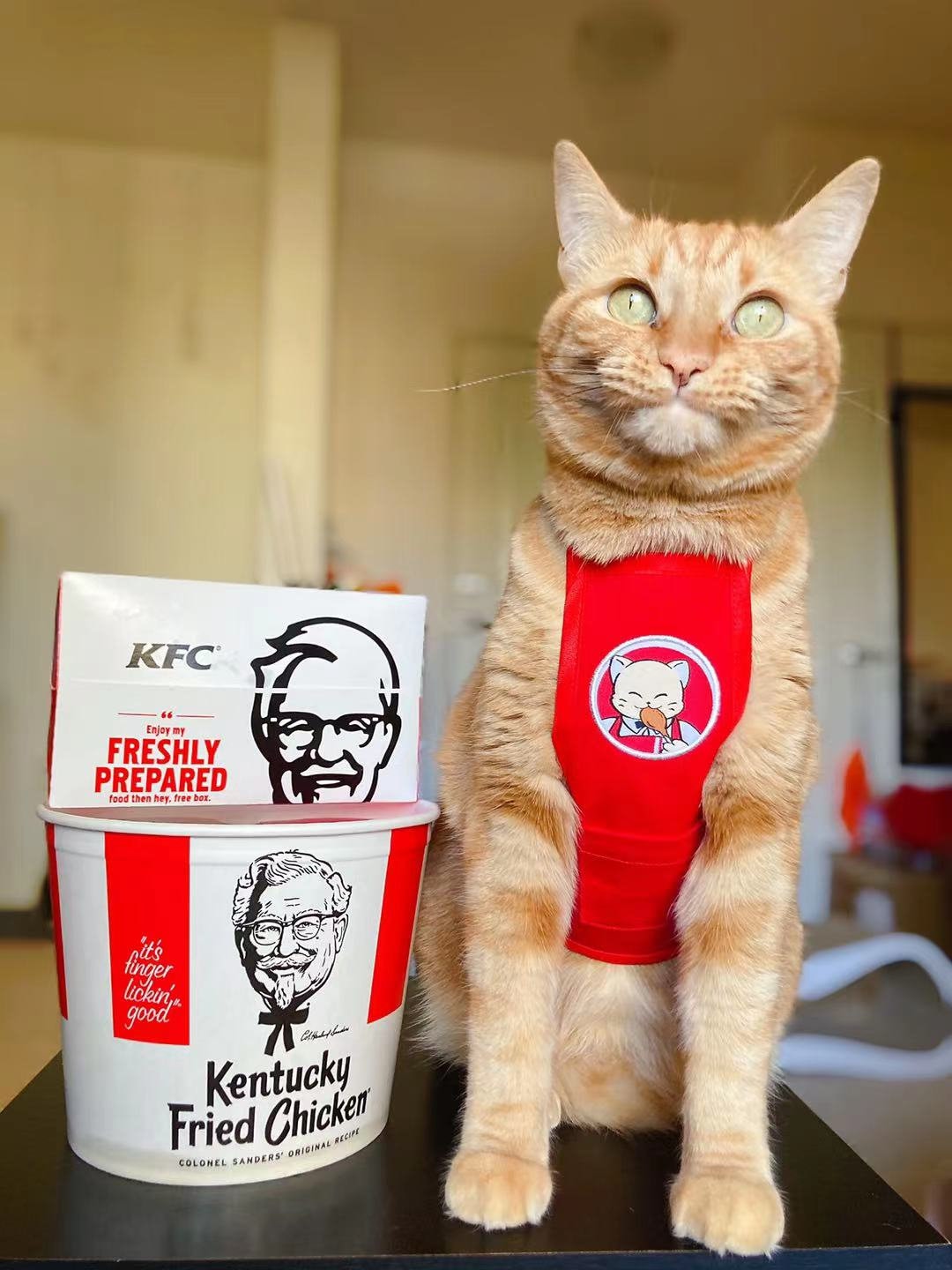 Kfcat Apron - Etsy
