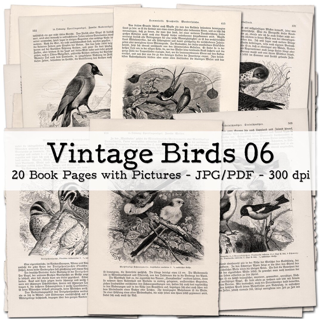 Vintage Birds, Part 06 | Ephemera From 1900 | Book Pages With Bird ...