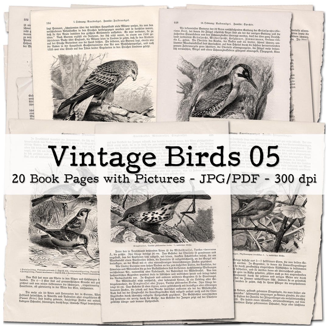 Vintage Birds, Part 05 | Ephemera From 1900 | Book Pages With Bird ...