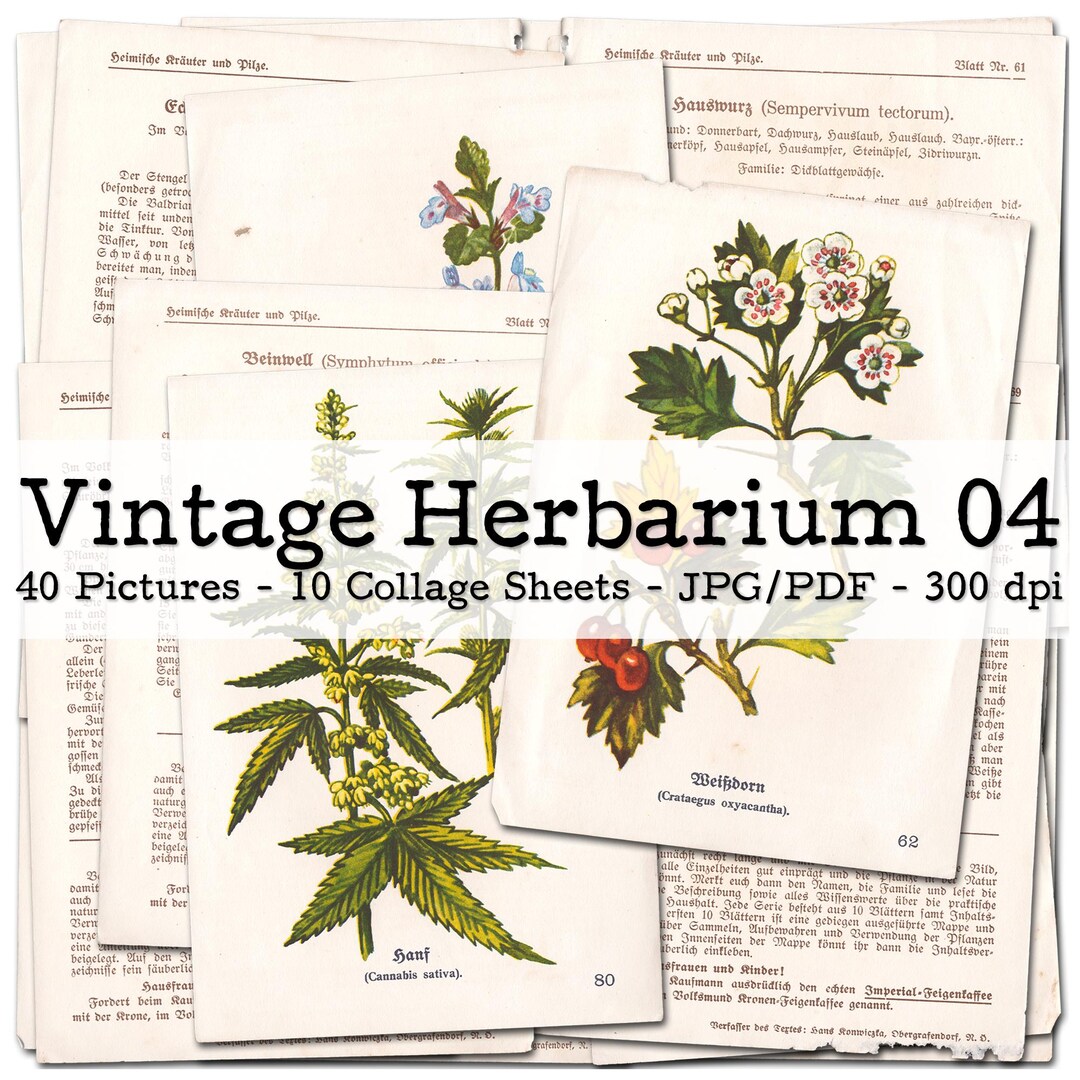 Vintage Herbarium, Part 04 | 1930s Ephemera | Plants, Flowers ...