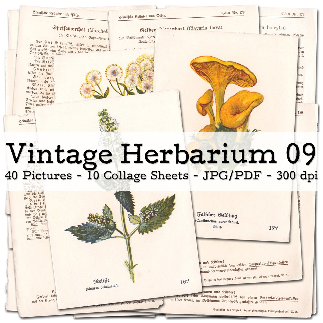 Vintage Herbarium, Part 09 | Plants, Flowers, Mushrooms | Collector ...