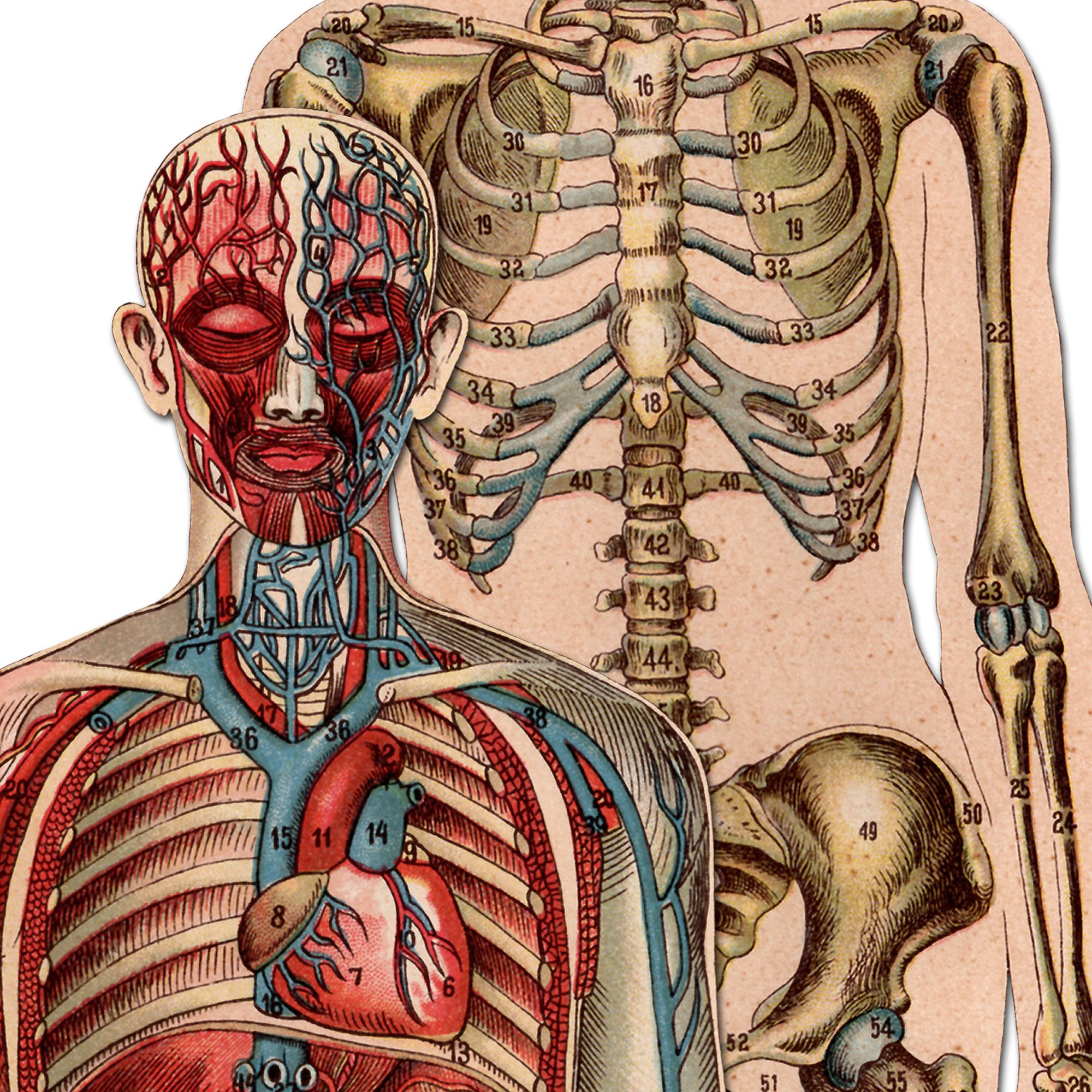 Vintage Anatomy - Illustrations | the Female Body | 1900s Ephemera ...
