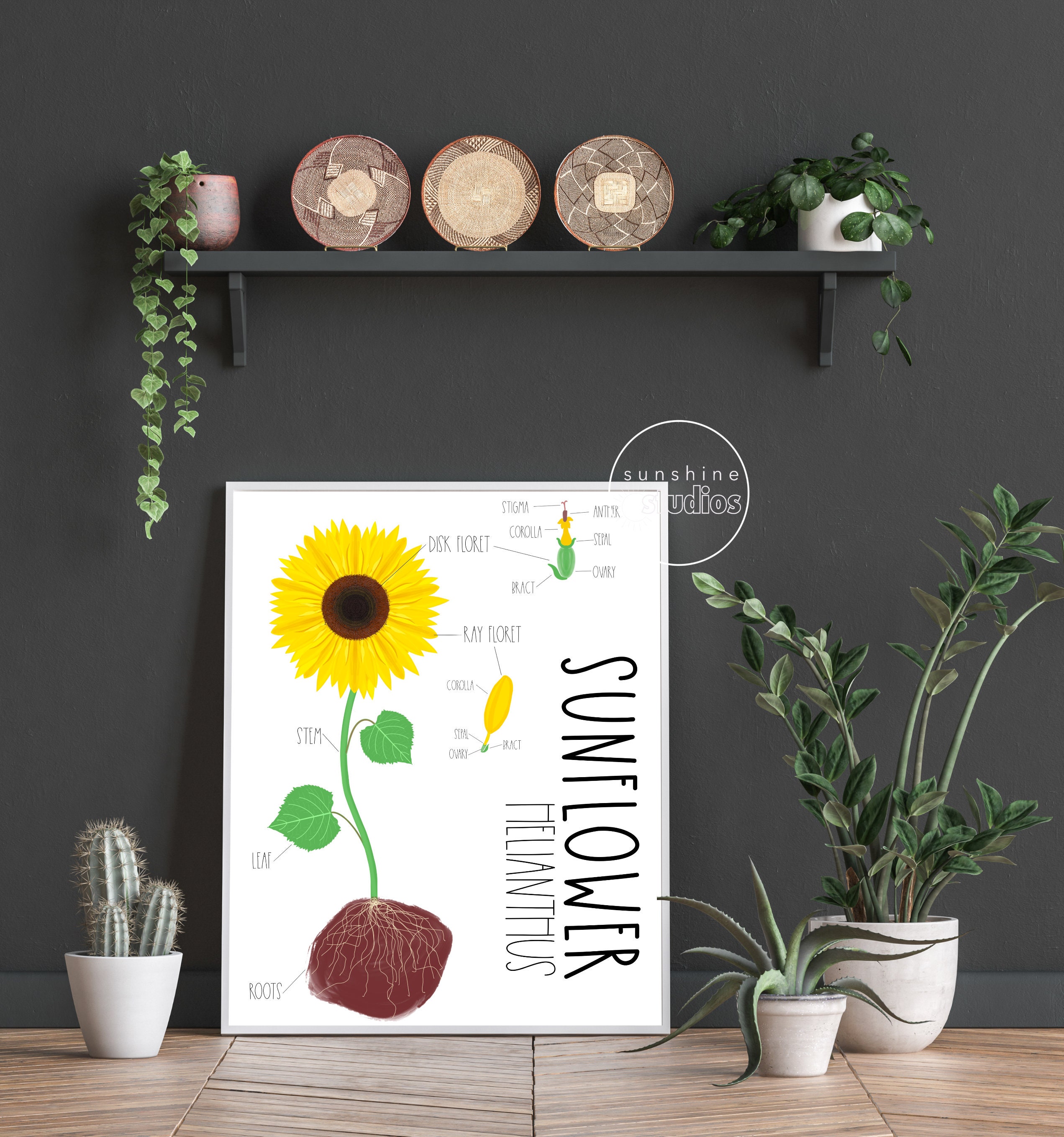 Sunflower Anatomy Poster Download, Diagram Printable, Poster, Classroom ...