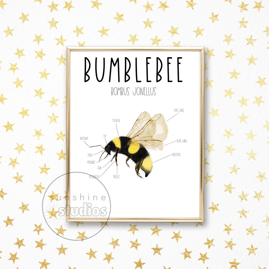 Bumble Bee Diagram, Anatomy Poster, Educational Wall Art, Science ...