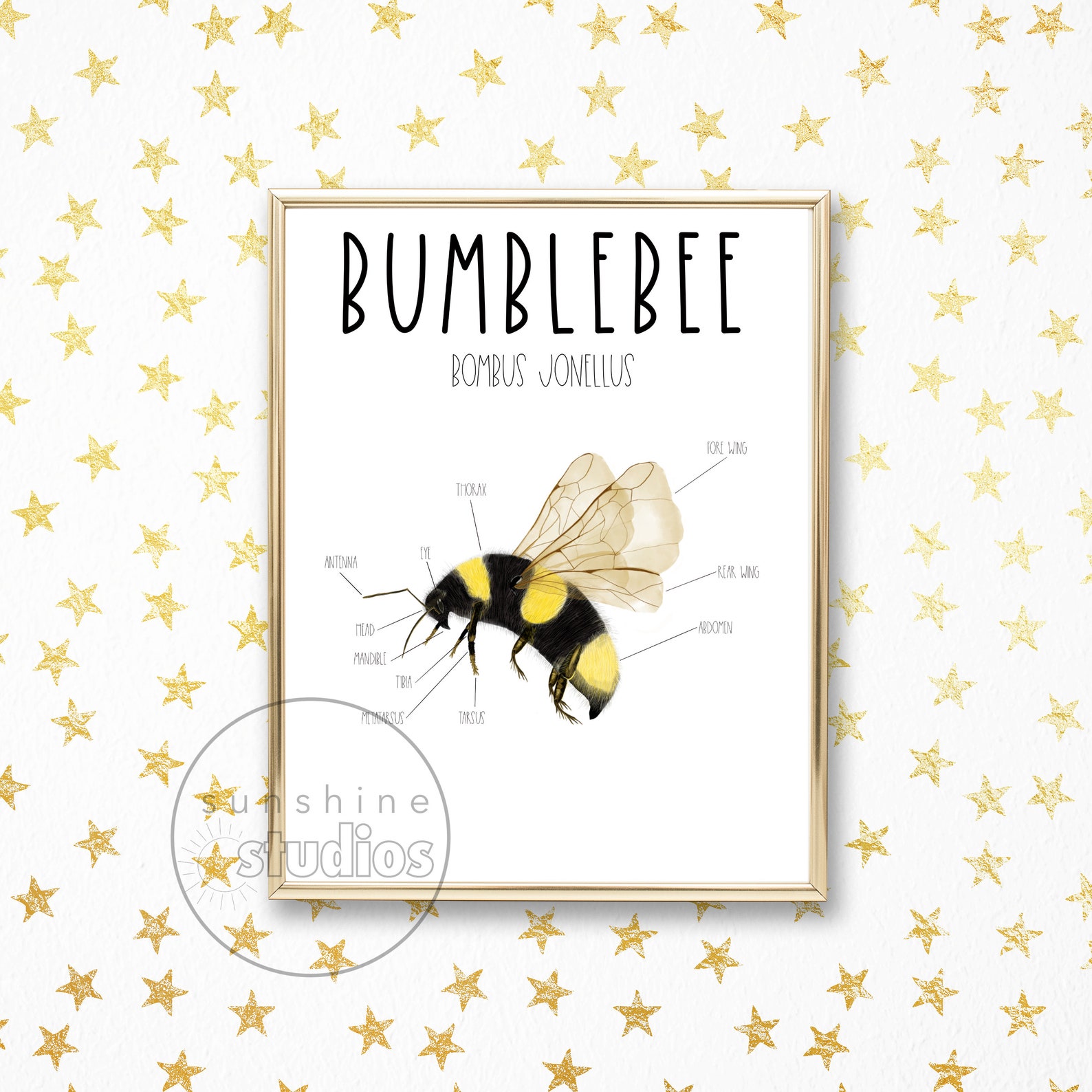 Bumble Bee Diagram, Anatomy Poster, Educational Wall Art, Science ...