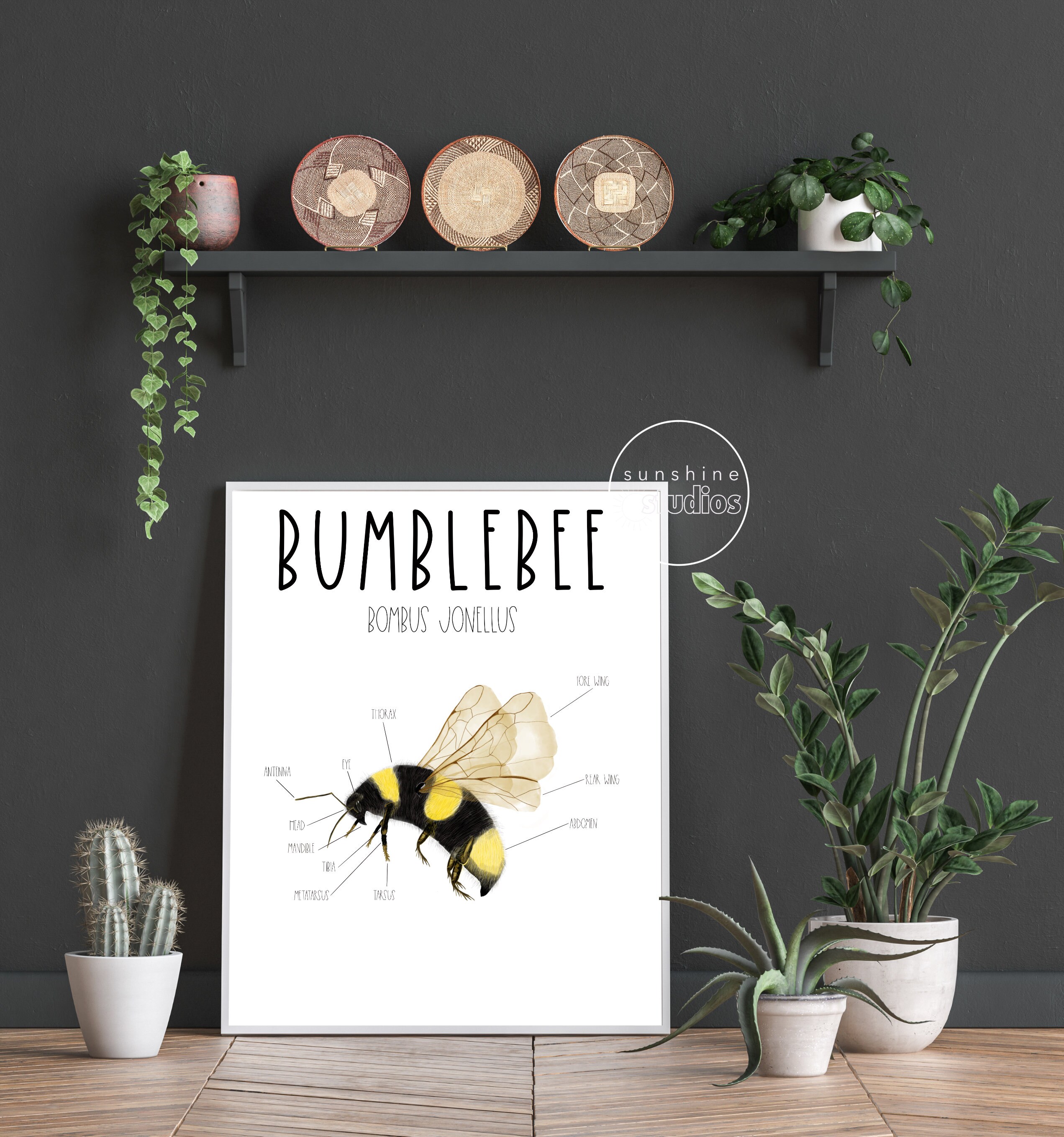Bumble Bee Diagram Anatomy Poster Educational Wall Art - Etsy Hong Kong