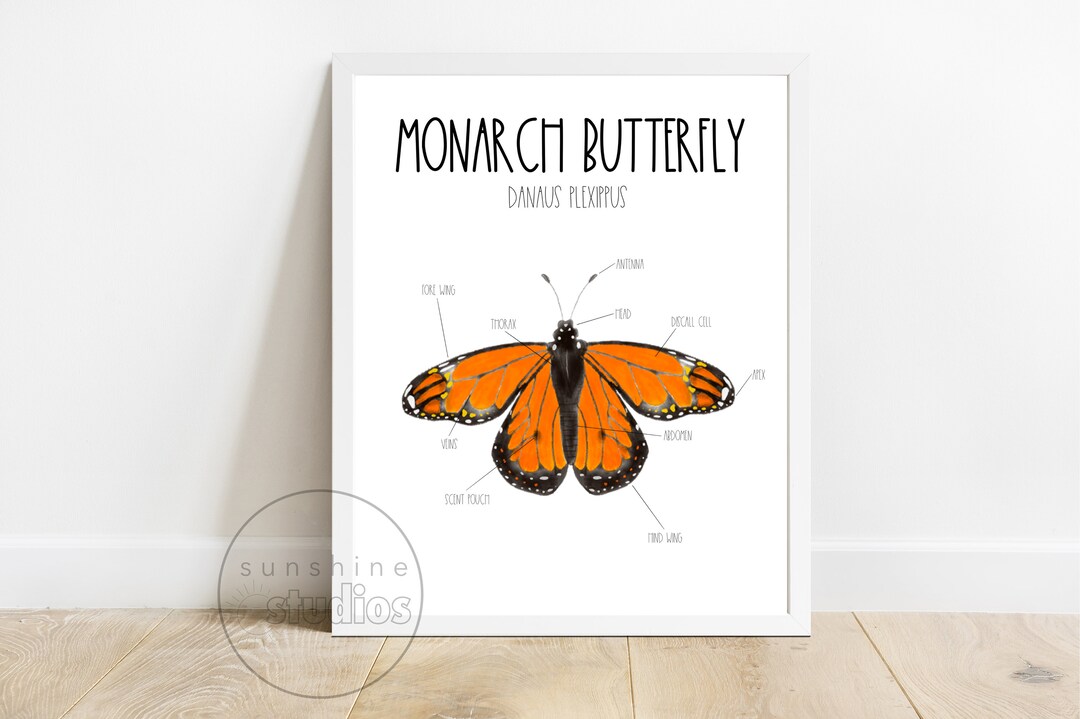 Monarch Butterfly Diagram, Educational Poster, Science, Christmas ...