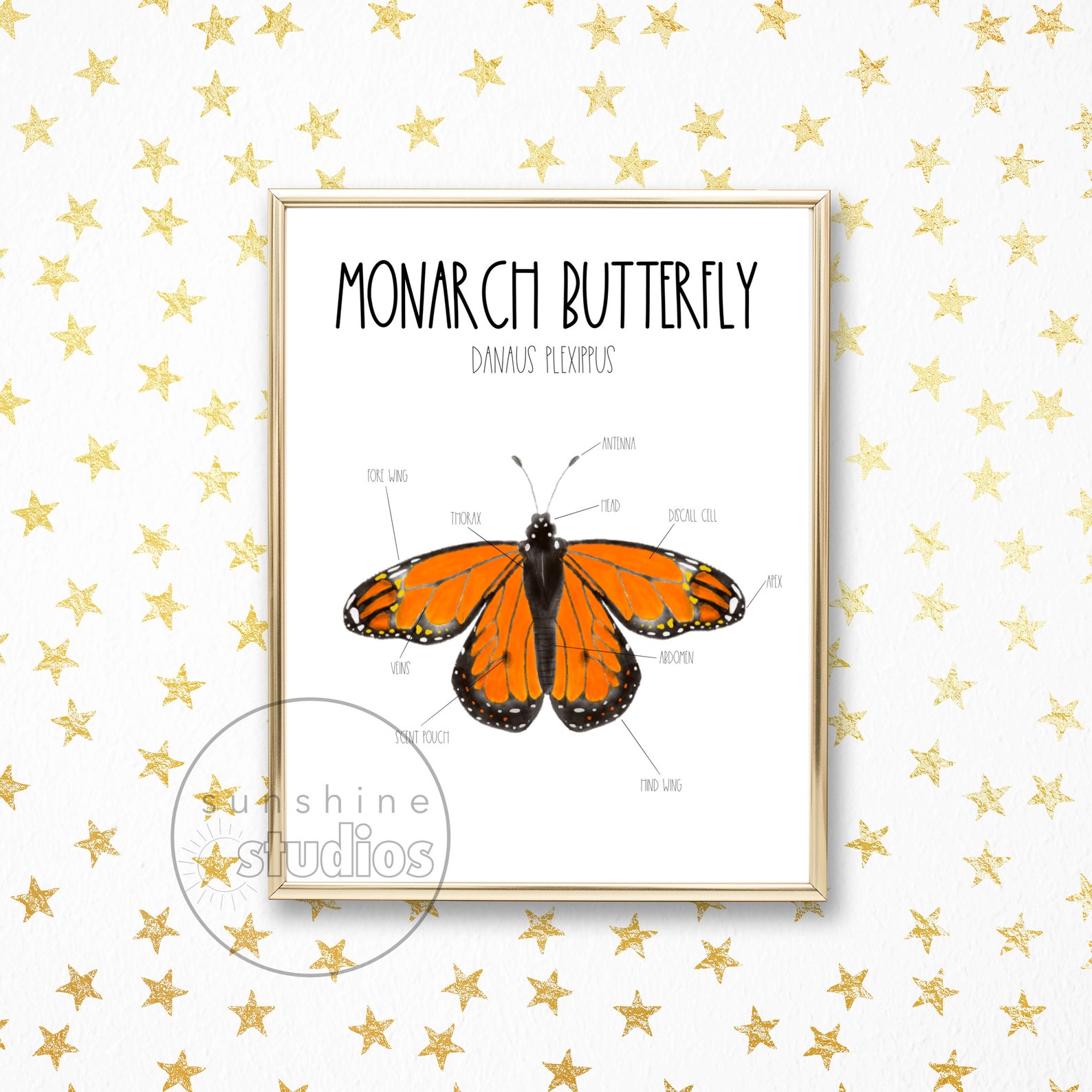 Monarch Butterfly Diagram, Educational Poster, Science, Christmas ...