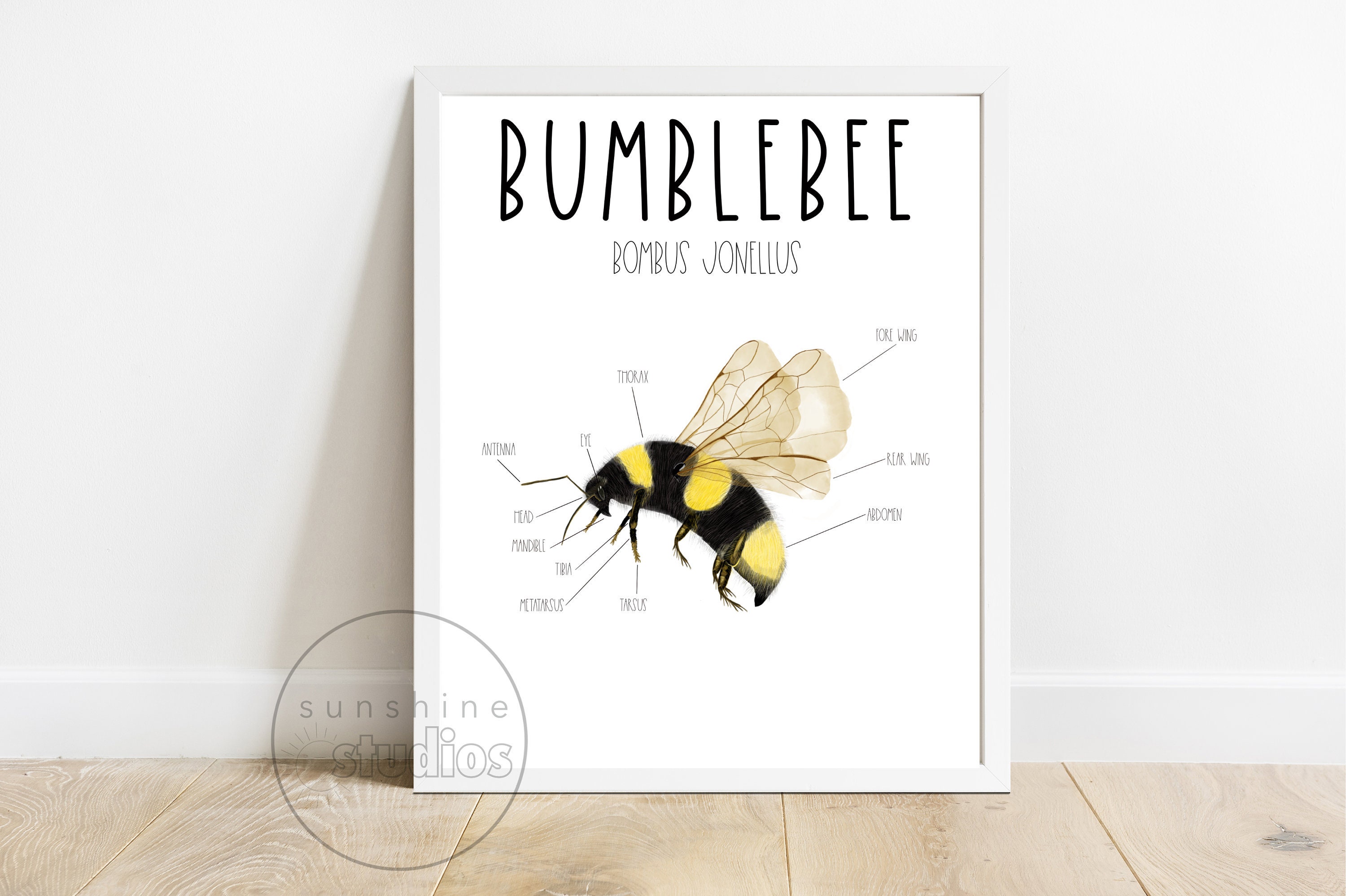 Bumble Bee Diagram Anatomy Poster Educational Wall Art - Etsy Hong Kong