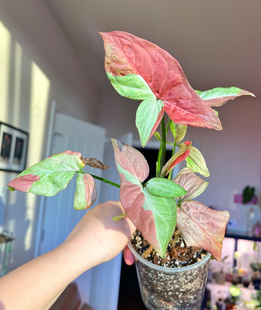 Syngonium Raspberry Variegated Node Grown 2 Plant Very Rare Pink Schott ...