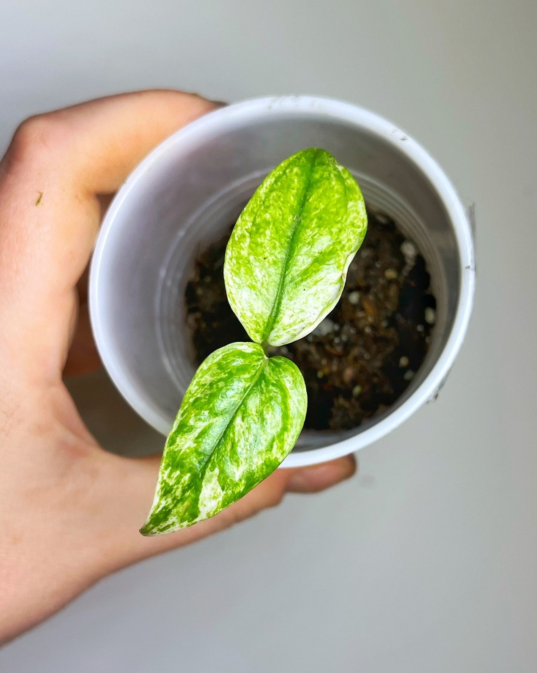 Epipremnum Pinnatum mint Rare Cebu Blue Pothos mint - Etsy