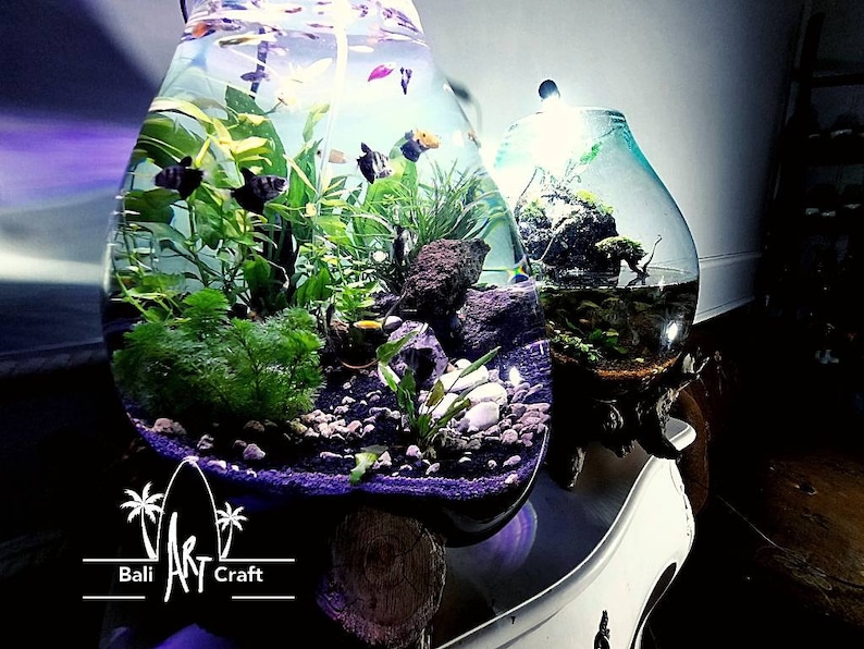 Extra Large Molten Glass Aquarium on Gamal Wood: Aquascape (20 Inch ...