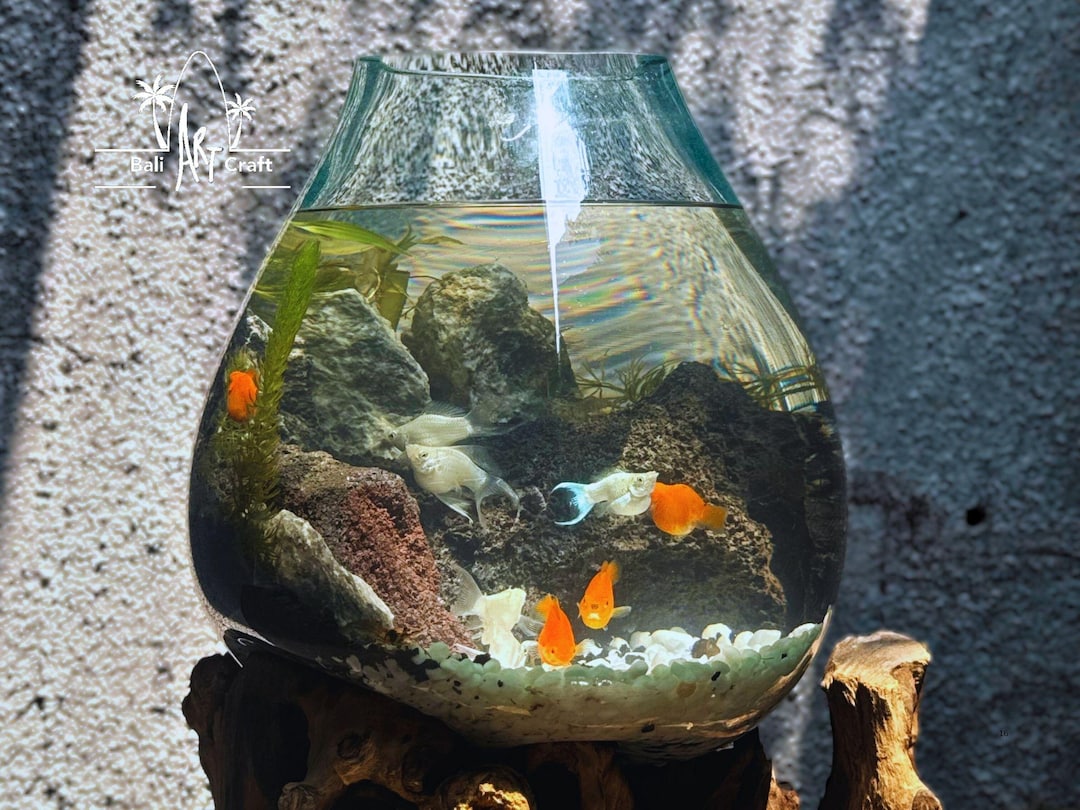 3 Gallon Blown Glass Aquarium: Rustic Driftwood Base, Betta Fish Tank ...