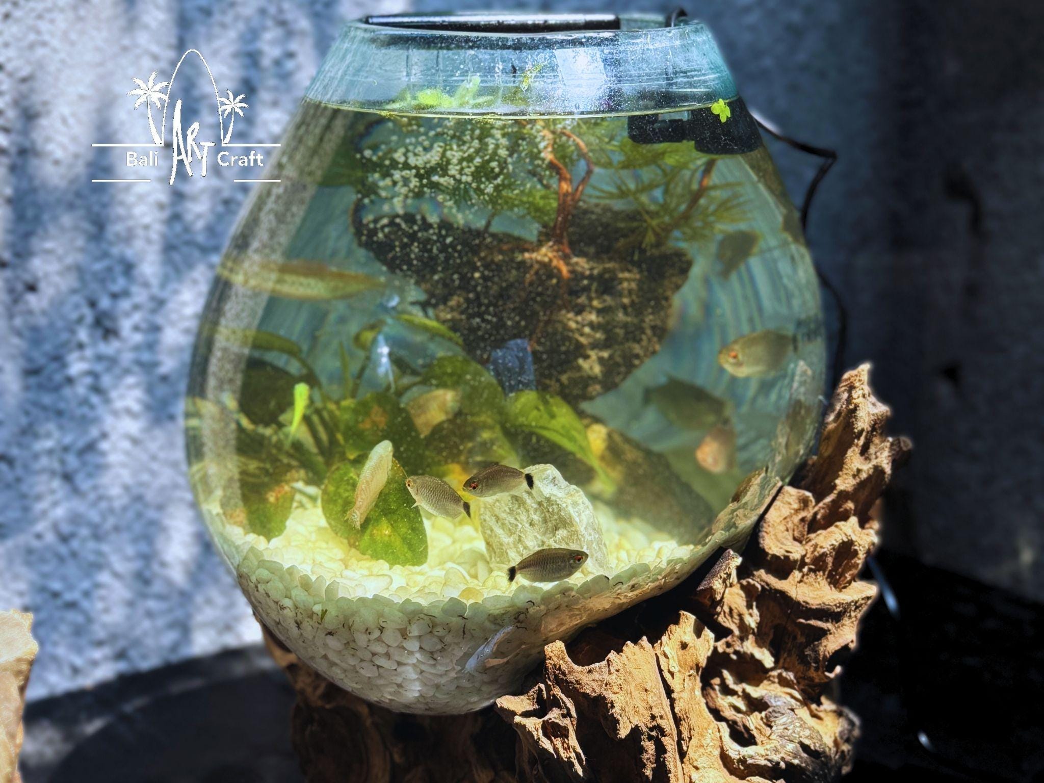3 Gallon Blown Glass Aquarium: Rustic Driftwood Base, Betta Fish Tank ...